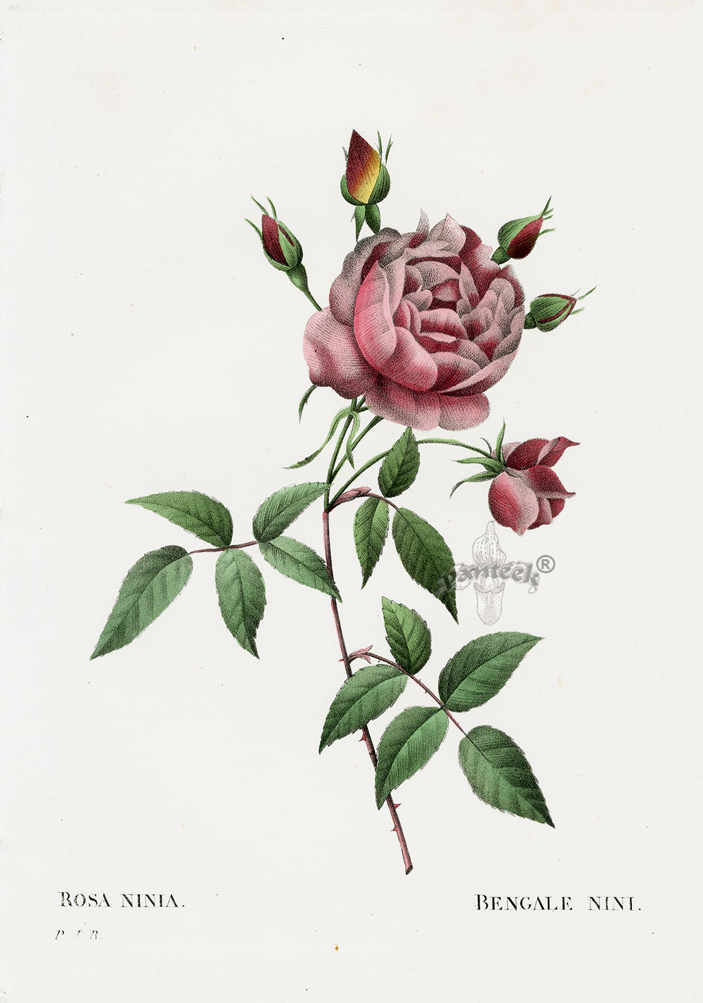 P. J. Redoute Les Roses Prints 1828