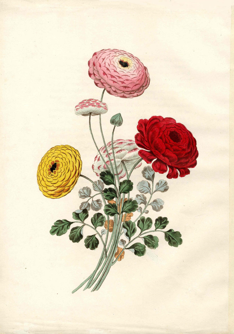 Brookshaw 1812 Flower Engraving Ranunculus | Panteek Antique Prints