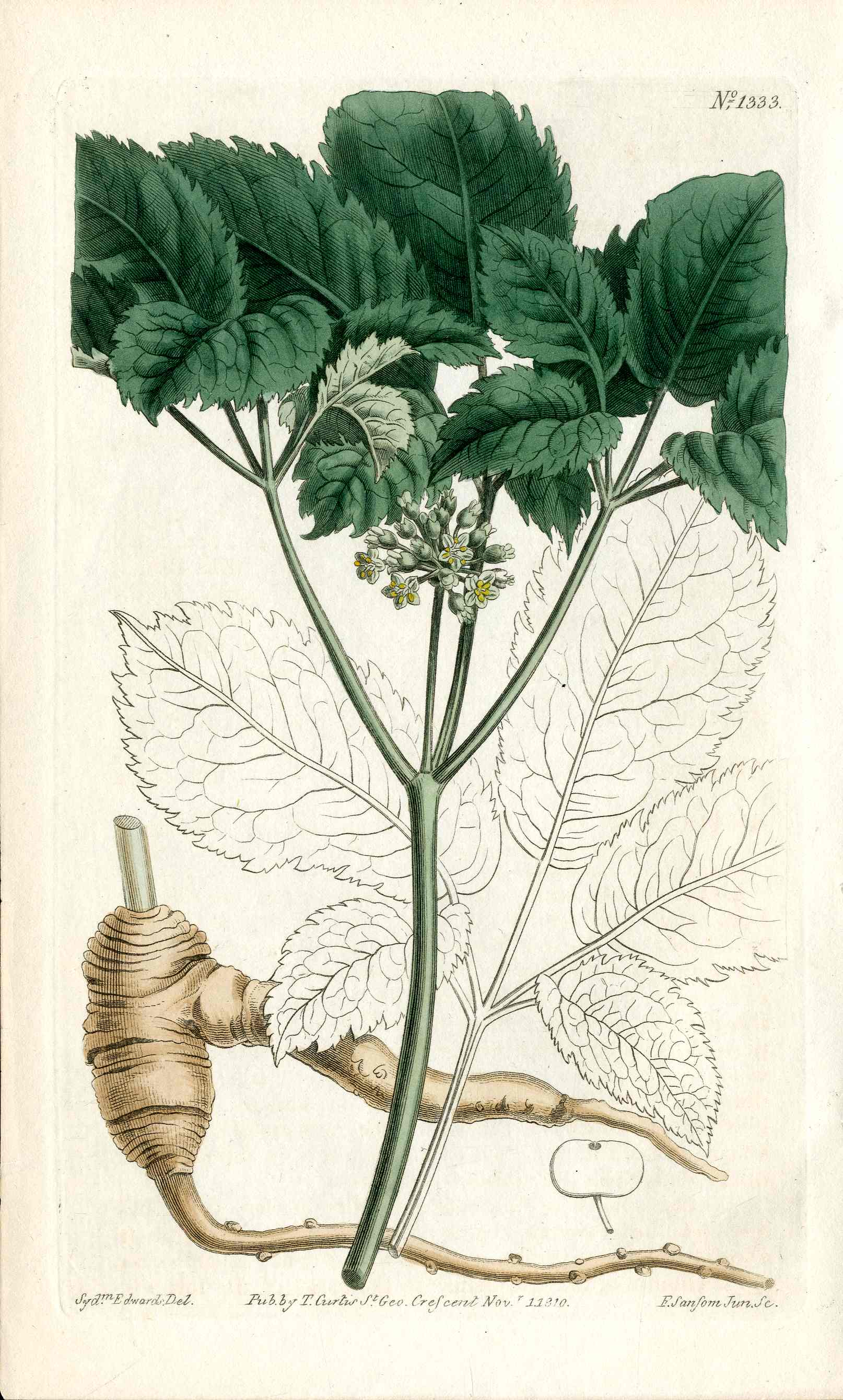 Curtis Ginseng Five Leaved Panax CAR42 | Panteek Antique Prints