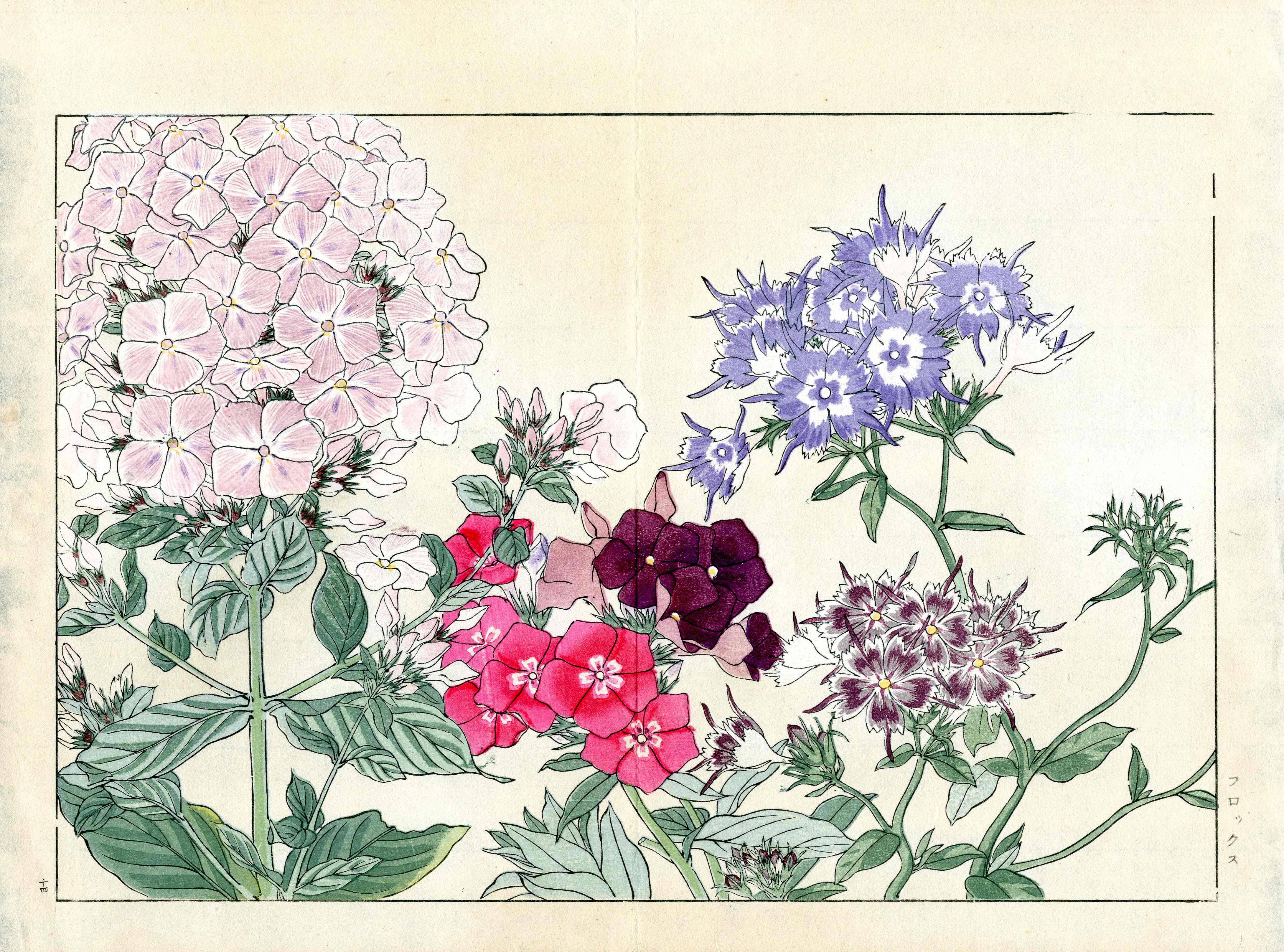 Konan Tanigami Western Flowers Red Blue Phlox | Panteek Antique Prints