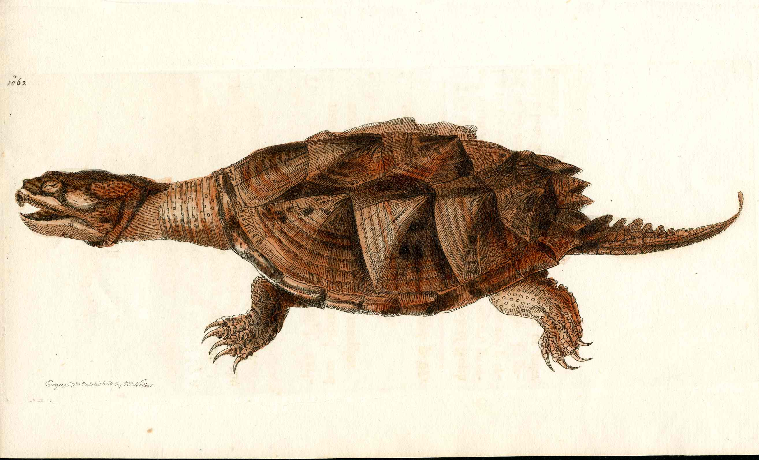 Shaw & Nodder Naturalists Miscellany Engraving Alligator Snapping Turt