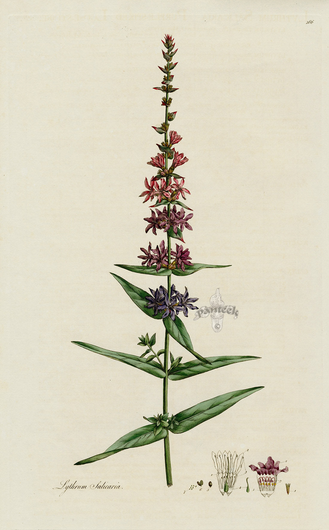 Curtis Flora Londinensis Purple Loose Strife | Panteek Antique Prints