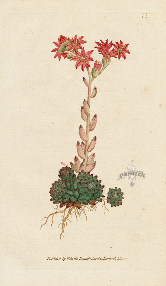 1787 Curtis Cobweb Houseleek | Panteek Antique Prints