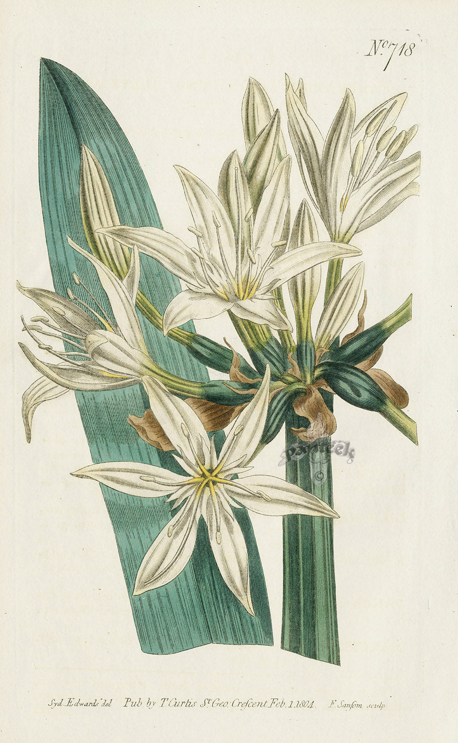 1787 Curtis Illyrian Pancratium | Panteek Antique Prints