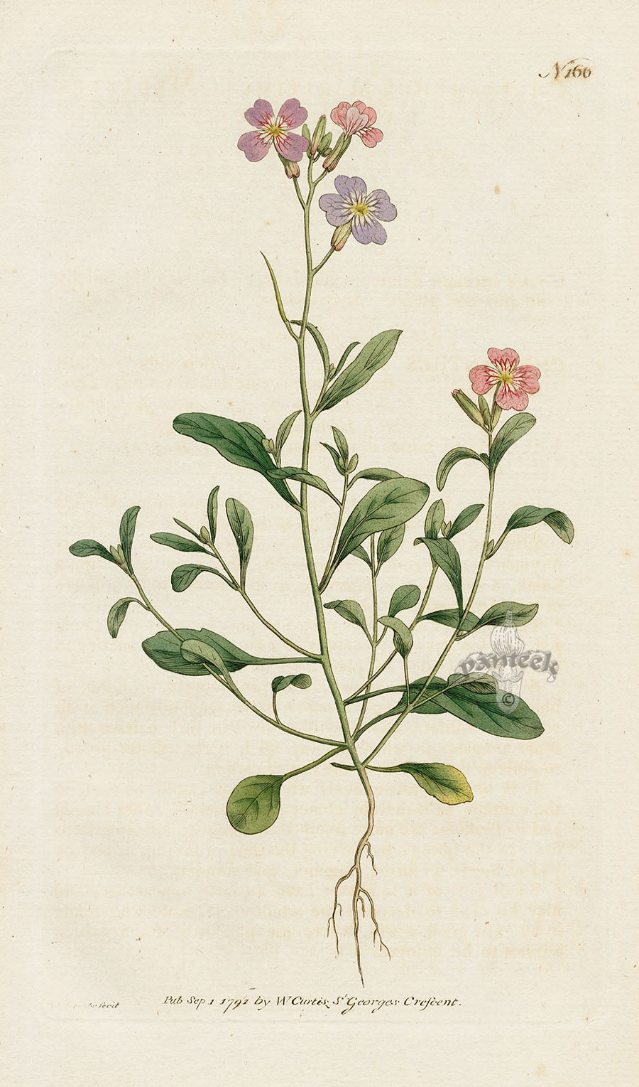 1787 Curtis Mediterranean Stock | Panteek Antique Prints