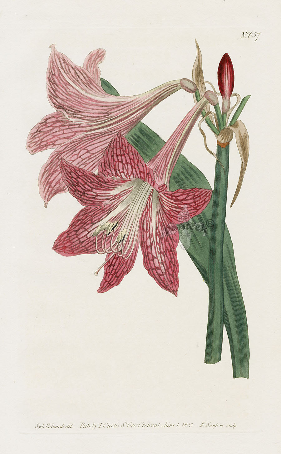 1800 Curtis Amaryllis Reticulata | Panteek Antique Prints