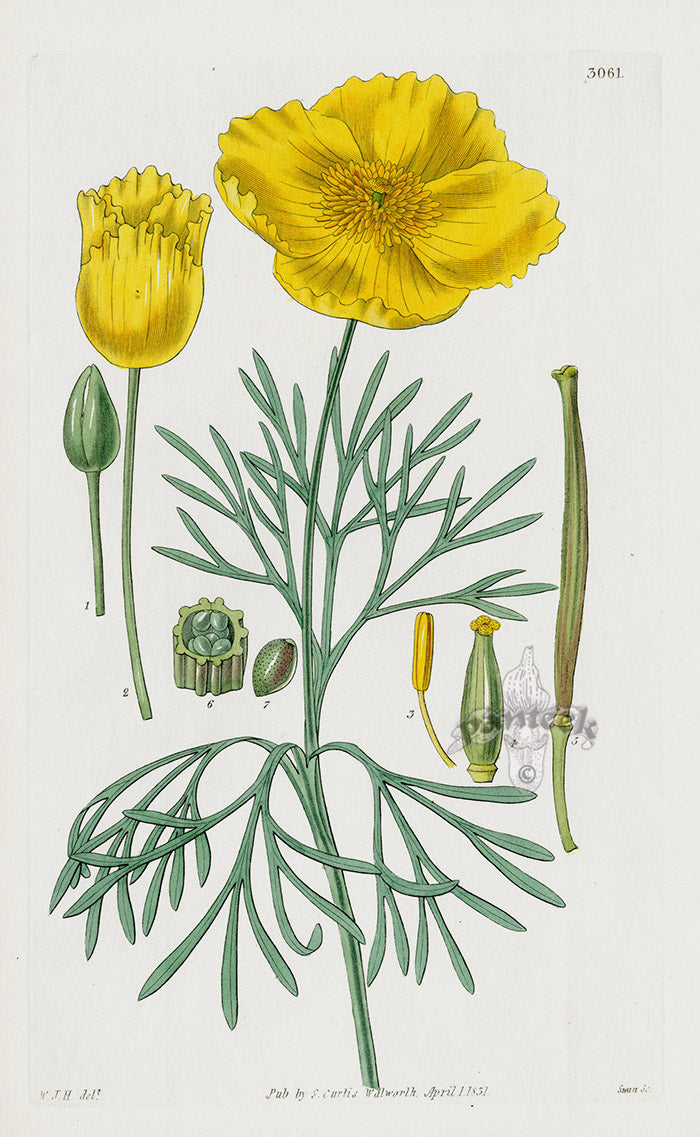 1800 Curtis Fumitory-leaved Hunnemannia | Panteek Antique Prints