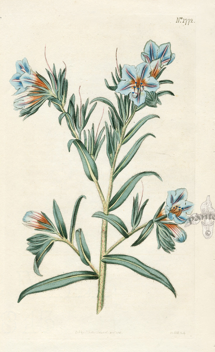 1800 Curtis Lesser shrubby Viper's-Bugloss CBR1772 | Panteek Antique Prints