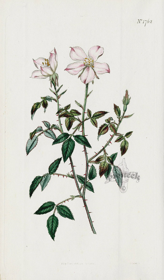1800 Curtis Miss Lawrence Rose CBP41