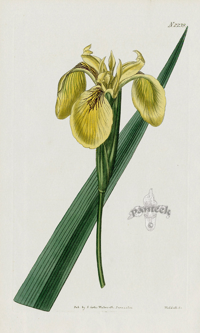 1800 Curtis Pale-Yellow Water Iris CBP95 | Panteek Antique Prints