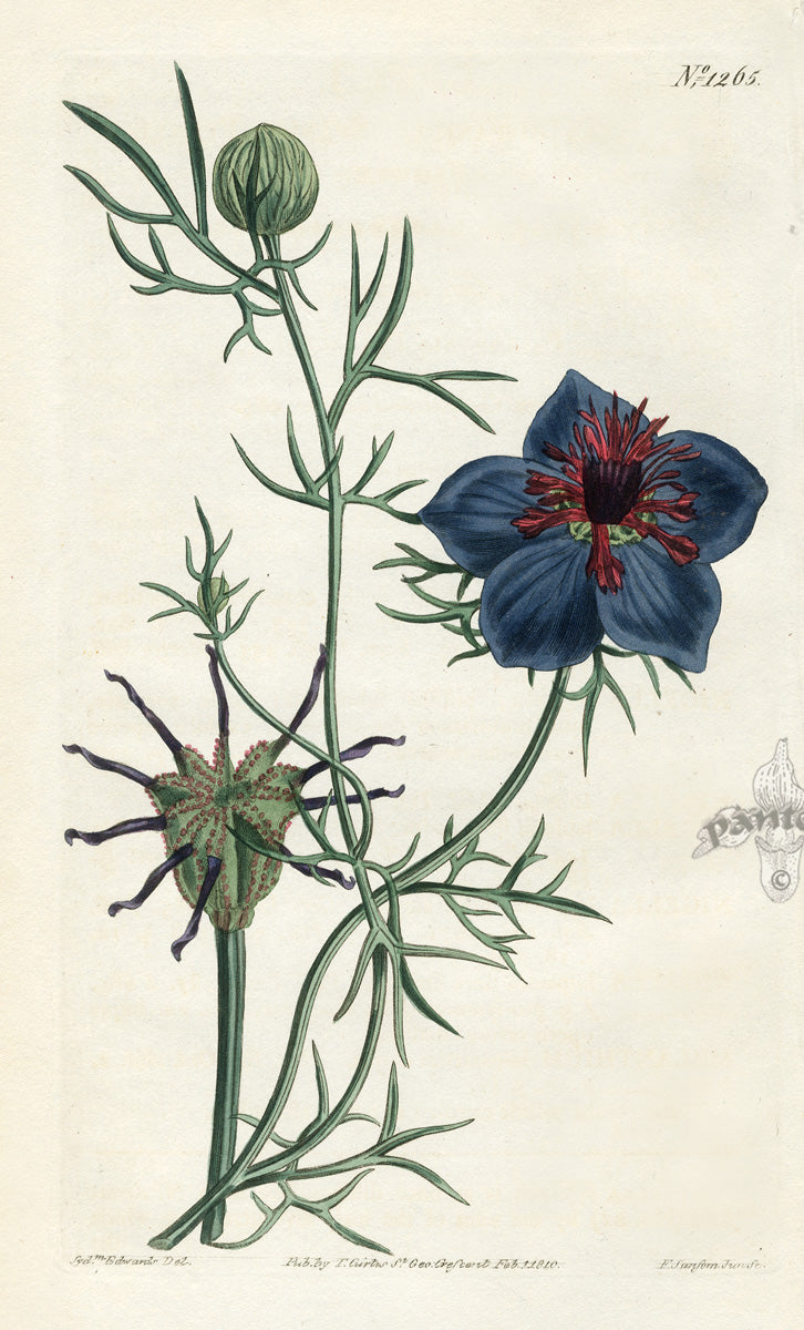 1800 Curtis Spanish Fennel-Flower | Panteek Antique Prints