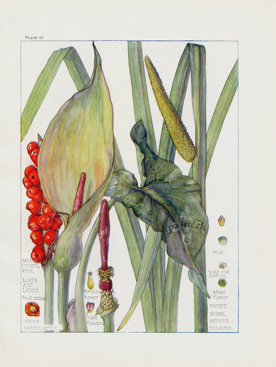 H. Isabel Adams 1907 Botanicals