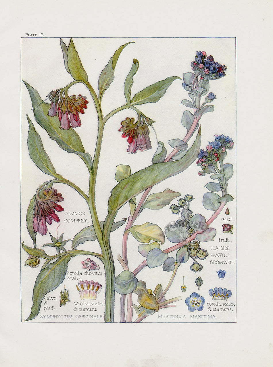 H. Isabel Adams 1907 Botanicals
