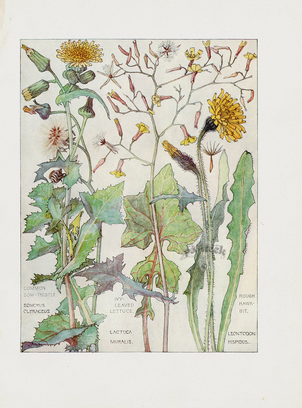 Adams 1907 Common Sow-Thistle, Ivy-Leaved Lettuce, Rough Hawkbit ...