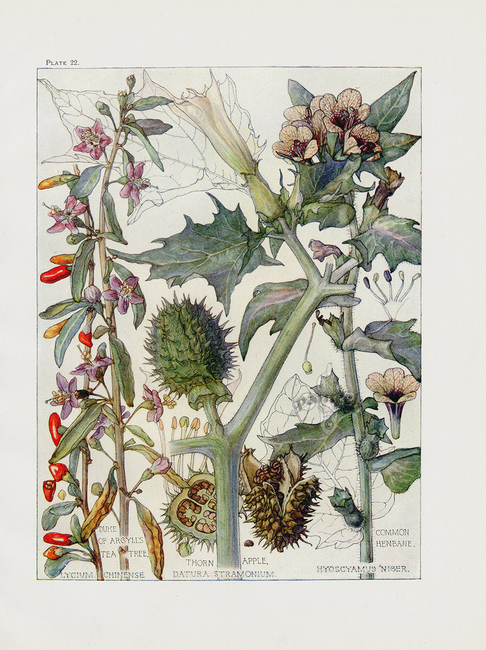 H. Isabel Adams 1907 Botanicals