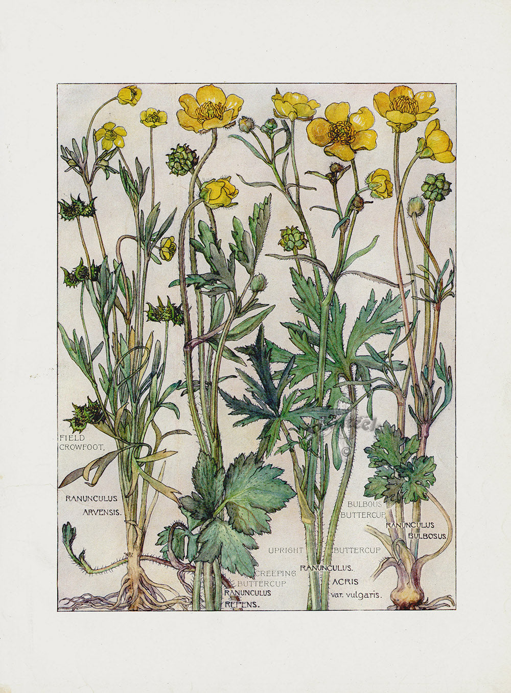 Adams 1907 The Buttercup Family