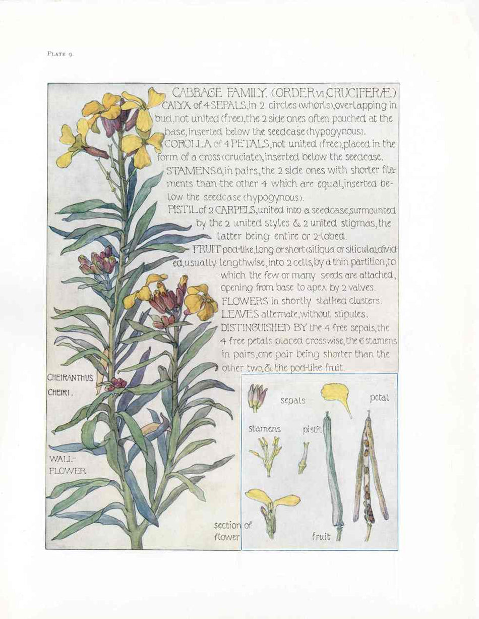 H. Isabel Adams 1907 Botanicals | Panteek Antique Prints