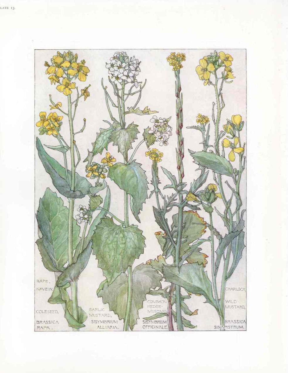 H. Isabel Adams 1907 Botanicals | Panteek Antique Prints