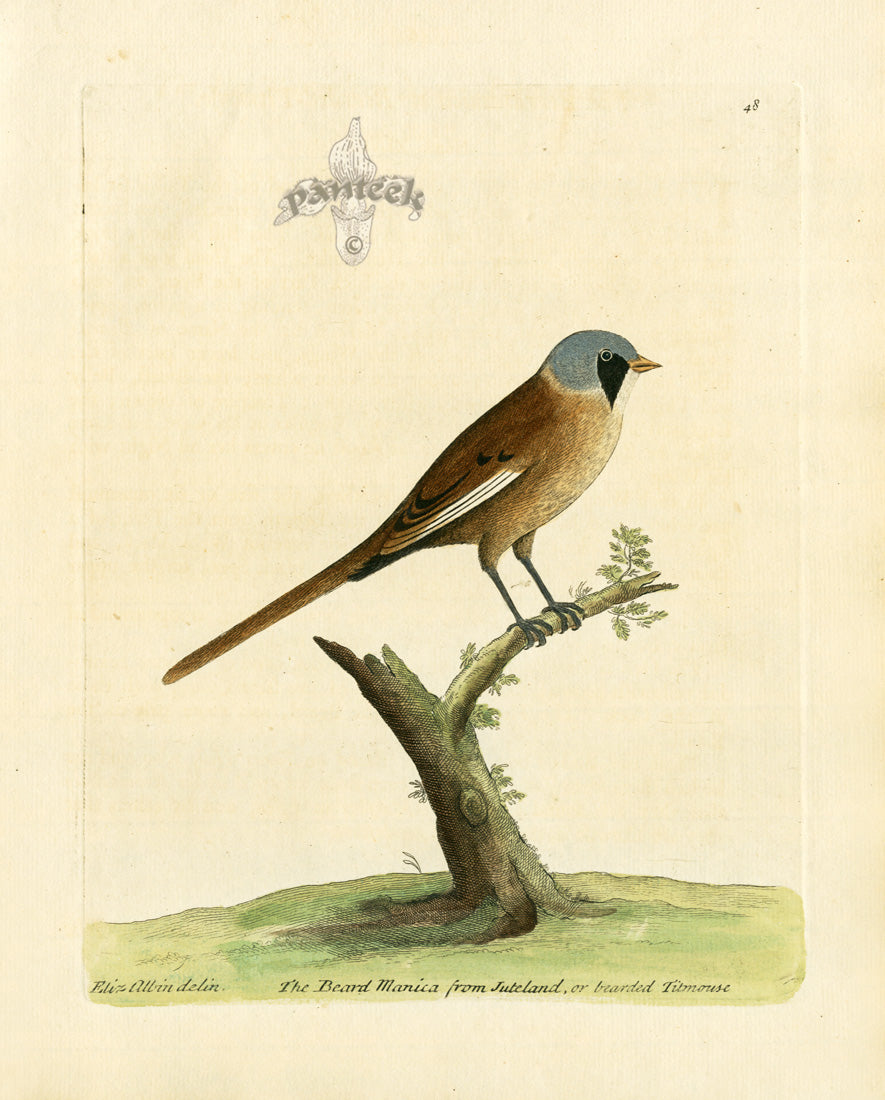 Albin Bearded Titmouse | Panteek Antique Prints