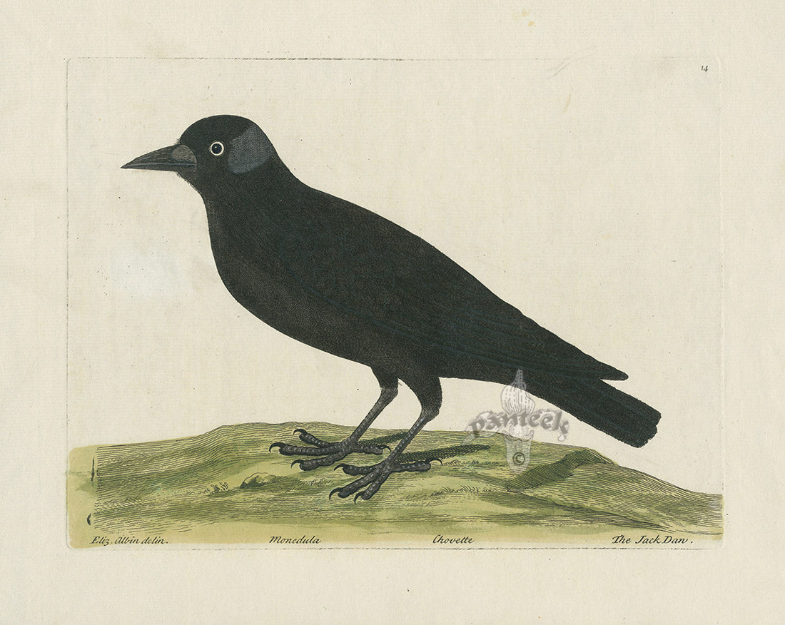 Albin The Jack Daw | Panteek Antique Prints