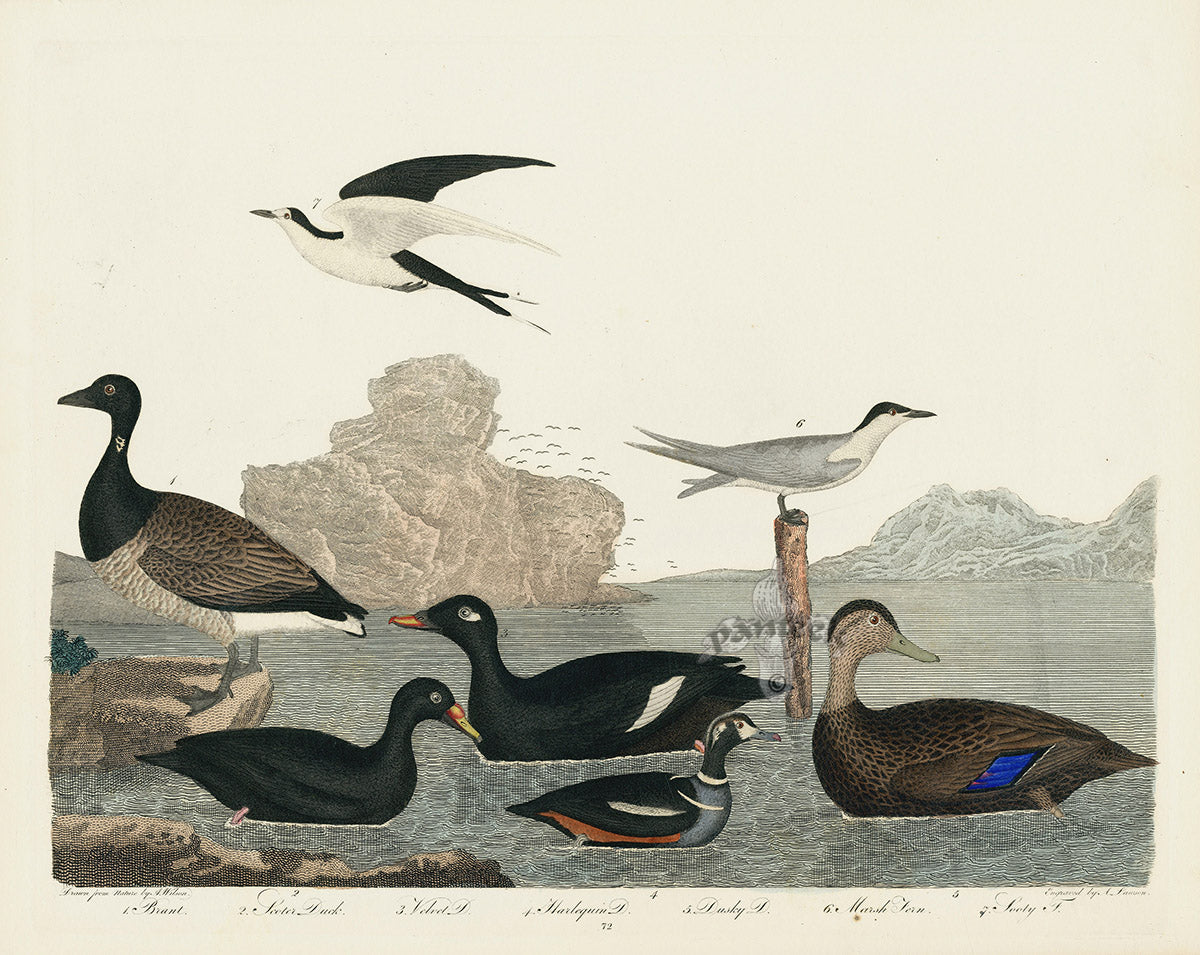 Alexander Wilson 1829 Brandt, Scoter Duck, Velvet Duck, Harlequin Duck ...