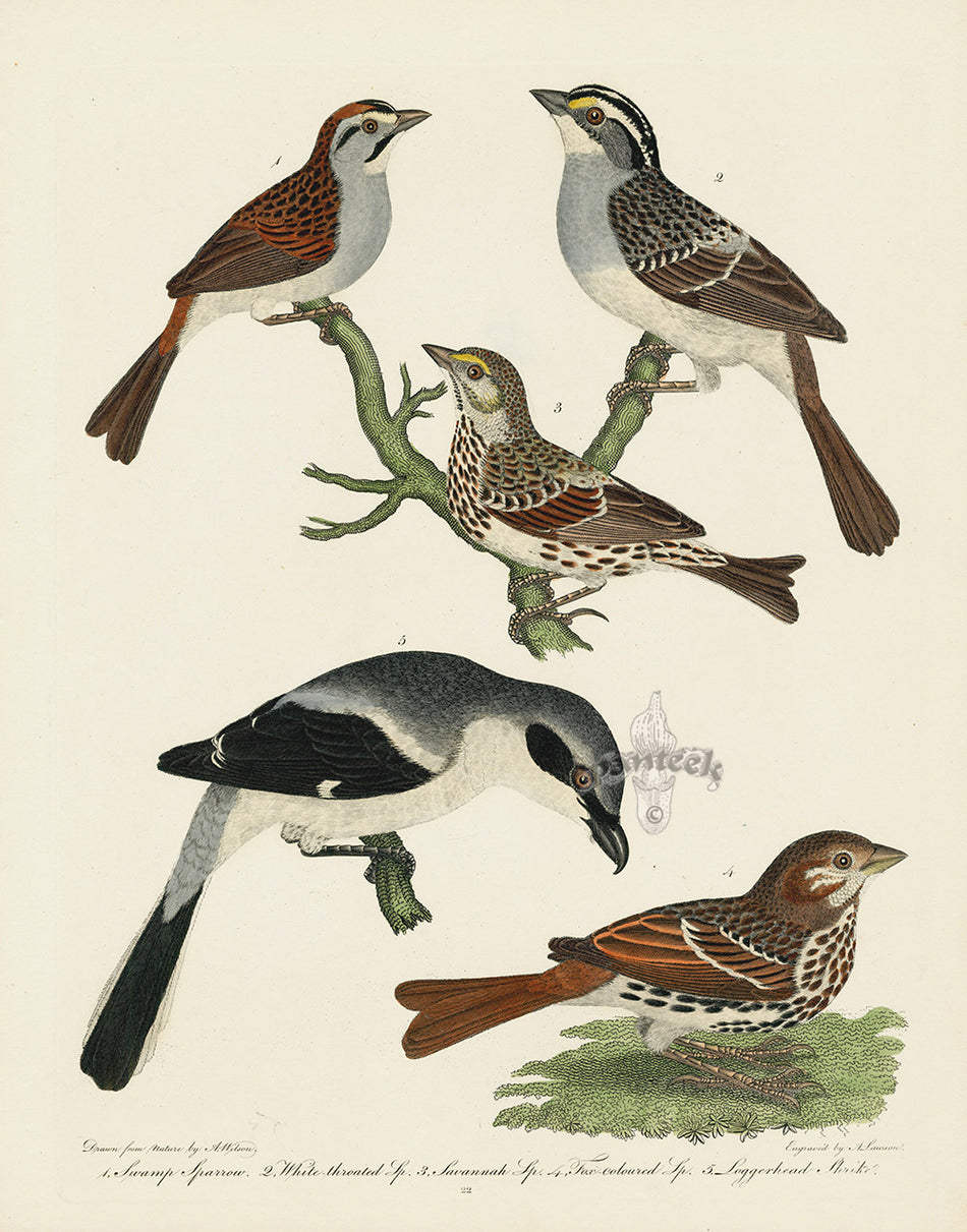 Alexander Wilson 1829 Loggerhead Shrike, Swamp Sparrow, Savannah ...