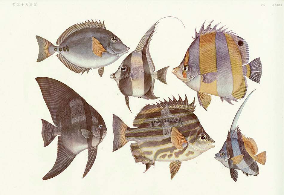 Aquatic Fish Pacific Batfish, Idol Fish, Stripey, Angel Fish | Panteek ...