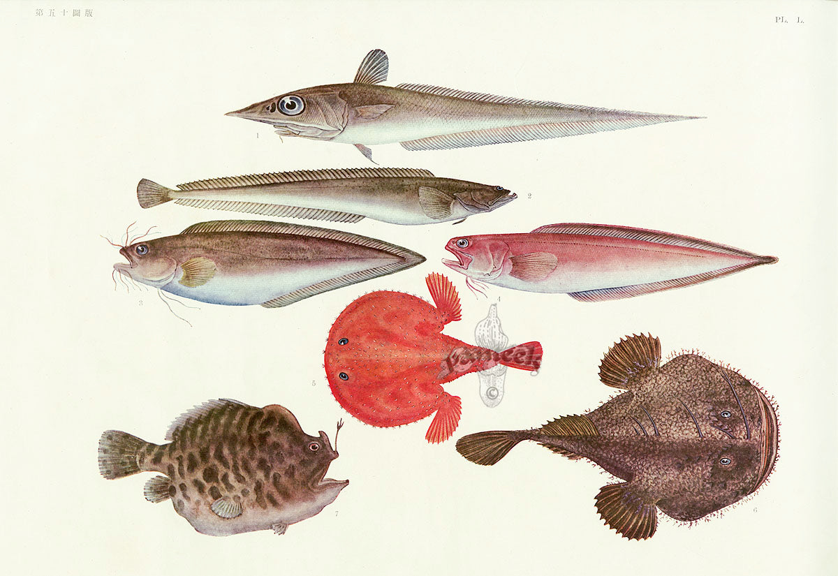 Aquatic Fish Pacific Coelorhynchus parallelus, Blenny Fish, Armored We
