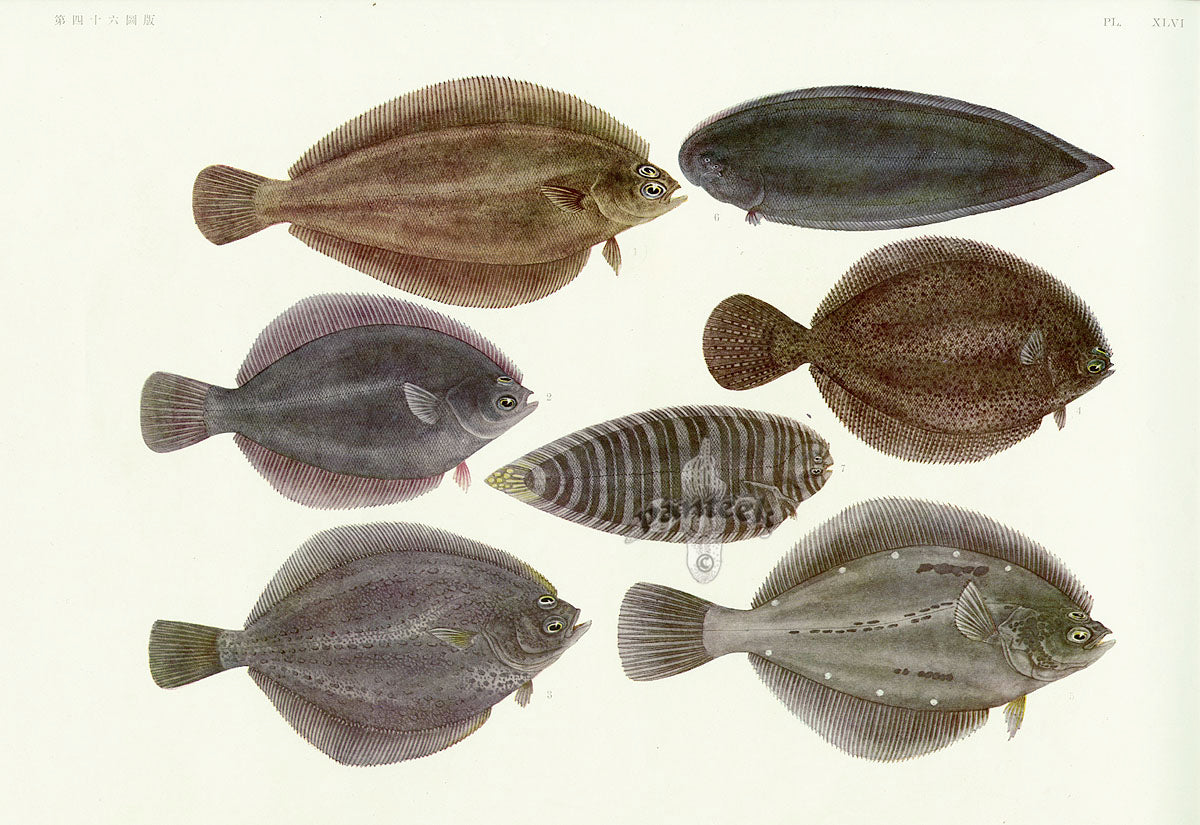Aquatic Fish Pacific Marbled Sole, Roughscale Sole | Panteek Antique Prints