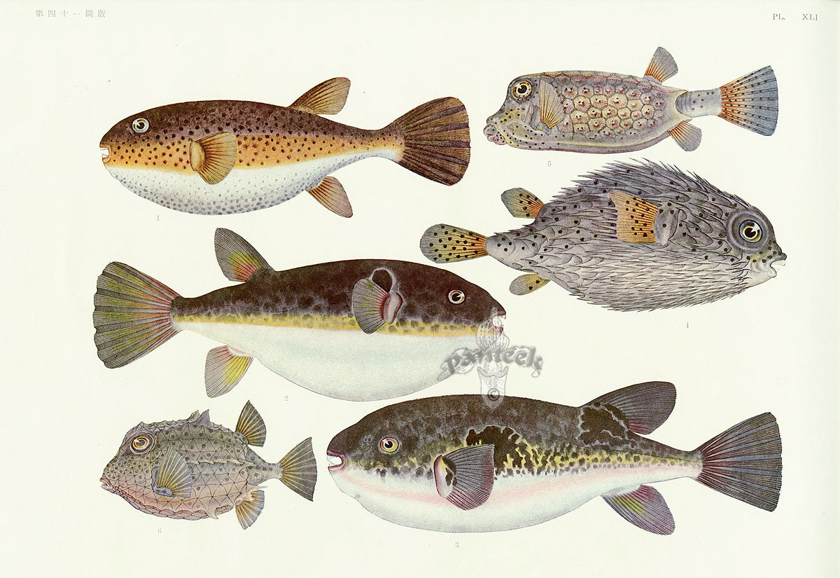 Aquatic Fish Pacific Purple Puffer Fish, Trunkfish, Balloonfish