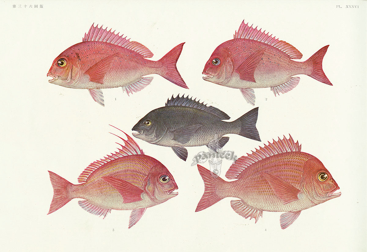 Aquatic Fish Pacific Red Sea Bream, Threadfin Porgy | Panteek Antique ...