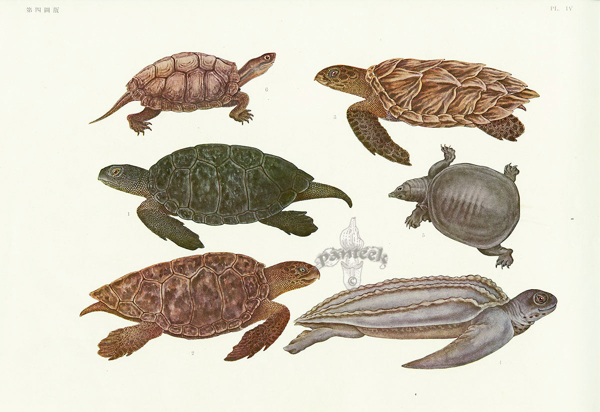 Aquatic Fish Pacific Sea Turtles | Panteek Antique Prints