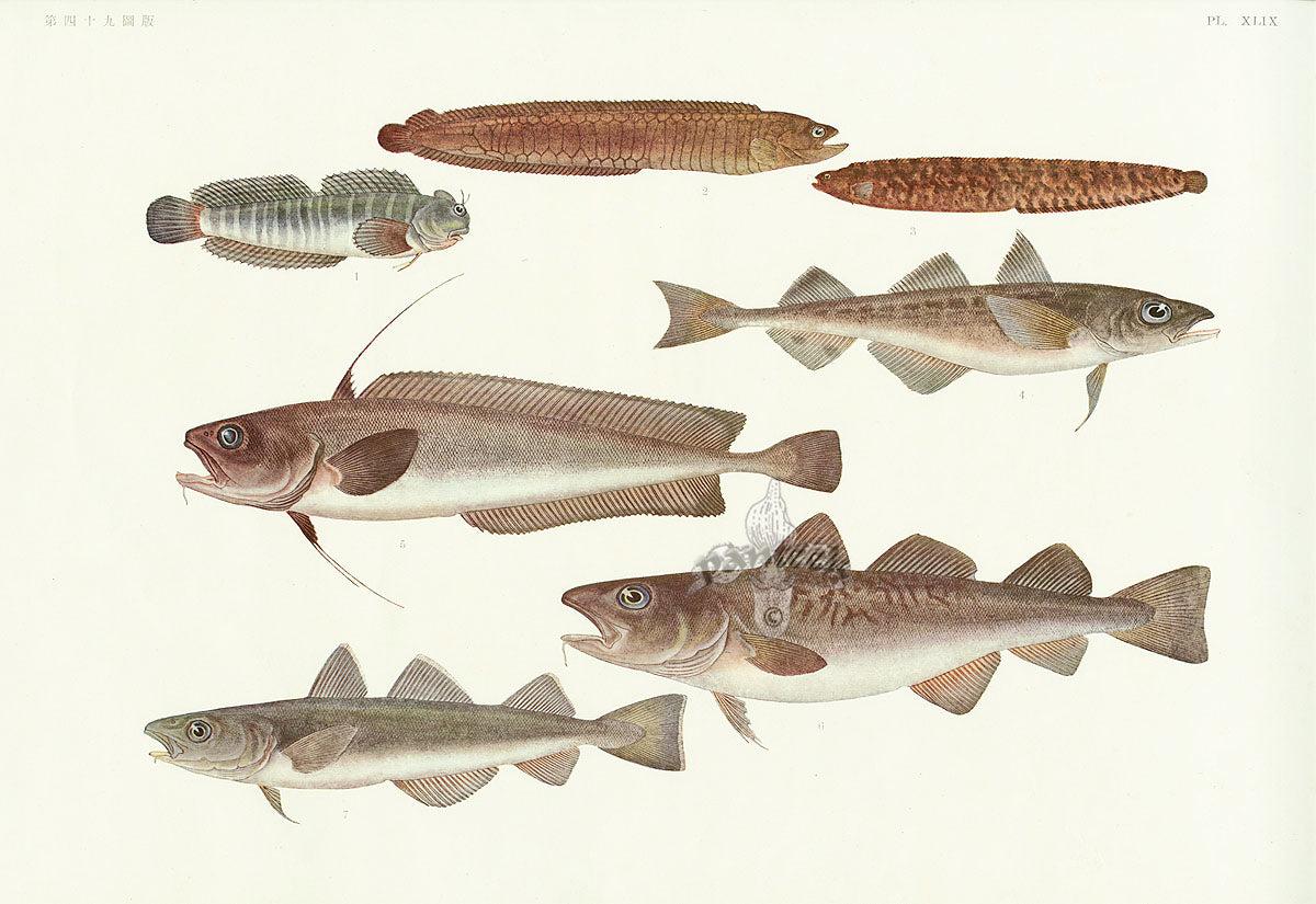 Aquatic Fish Pacific White Spotted Eel, Alaska Pollock | Panteek ...