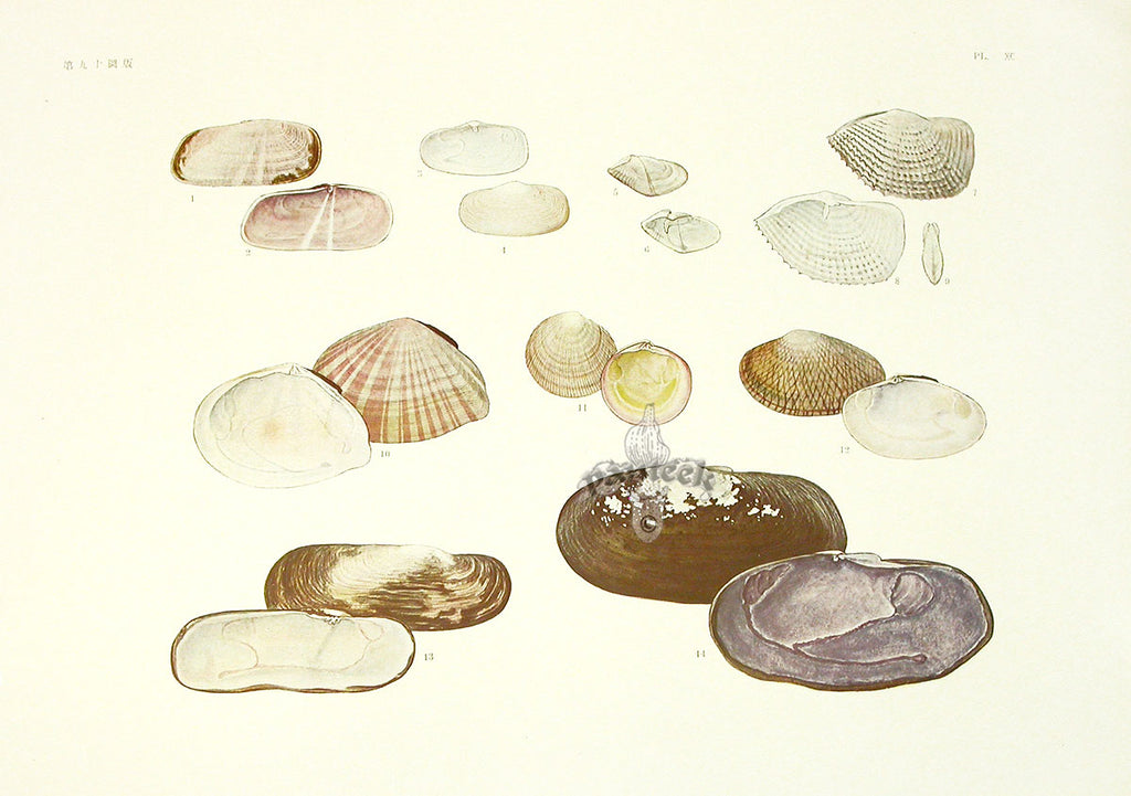 Aquatic Plants and Animals Angel Wing, Sanguin Clams | Panteek Antique ...