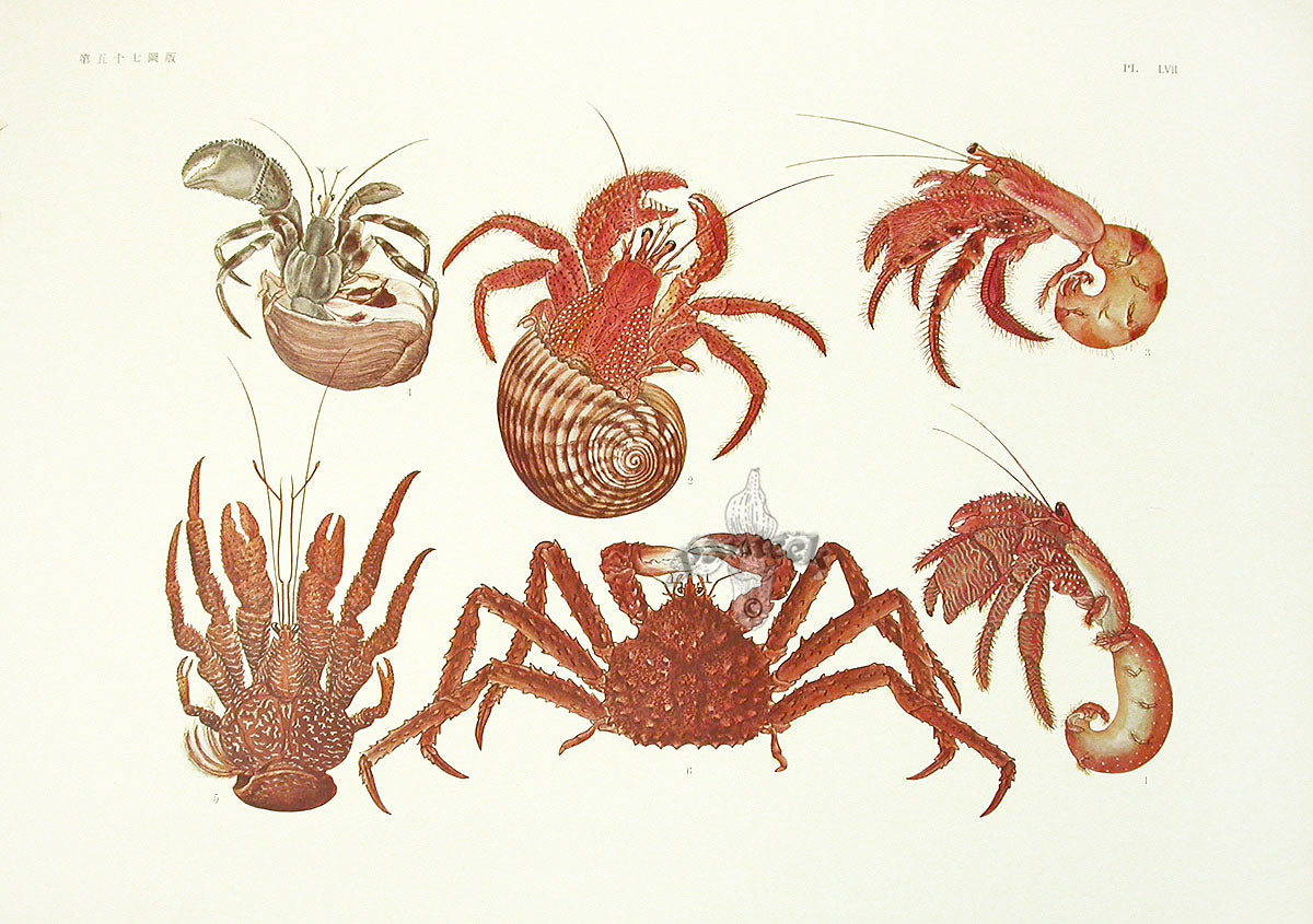 Aquatic Plants and Animals Hermit Crabs, Red King Crab, Coconut Crab ...