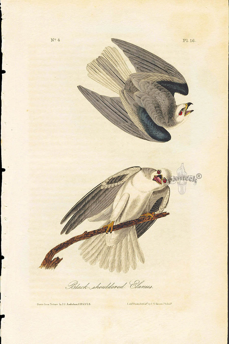Audubon Birds 1840 Black-shouldered Elanus | Panteek Antique Prints