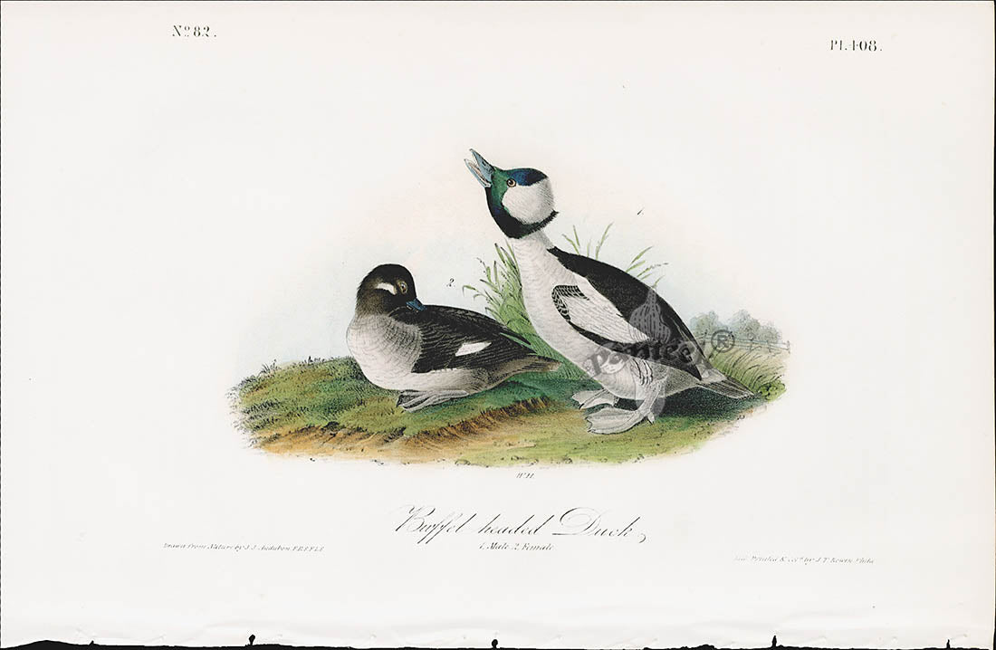 Audubon Birds 1840 Buffet-headed Duck | Panteek Antique Prints