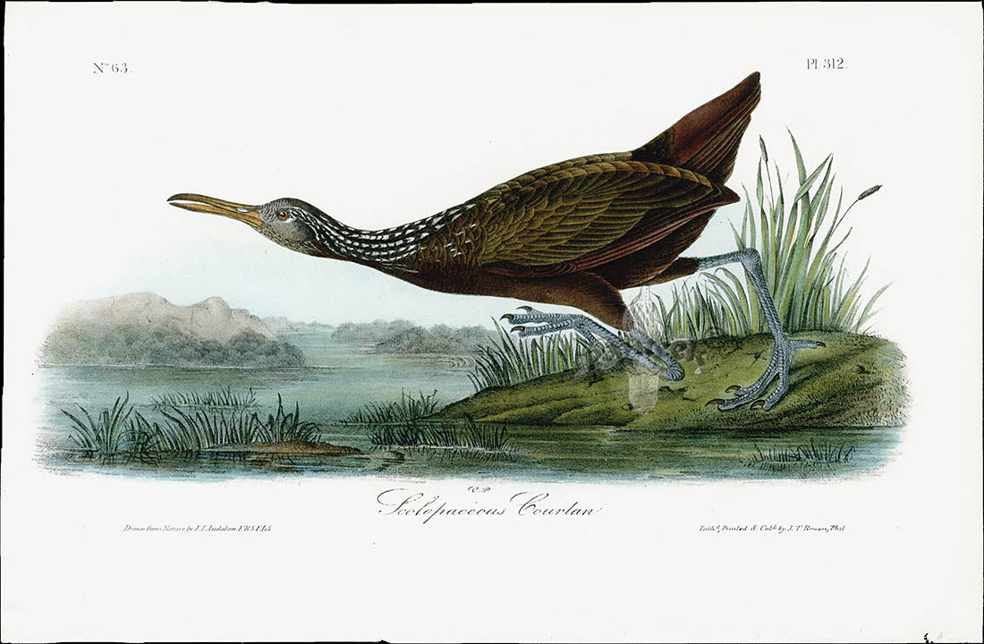 Audubon Birds 1840 Scolopaceous Courlan