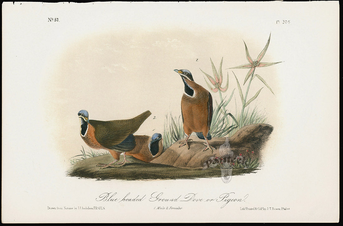 Audubon Birds 1871 Blue-headed Ground Dove ABT224 | Panteek Antique Prints