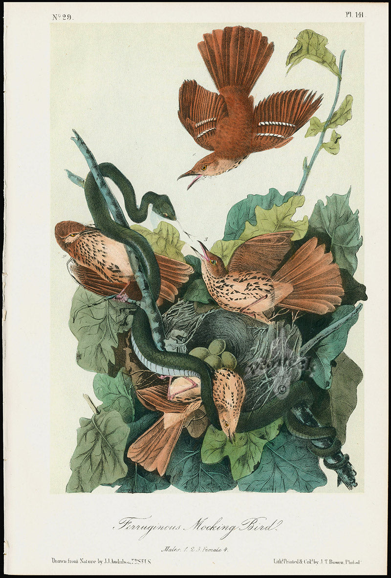 Audubon Birds 1871 Ferruginous Mocking Bird ABT58 | Panteek Antique Prints