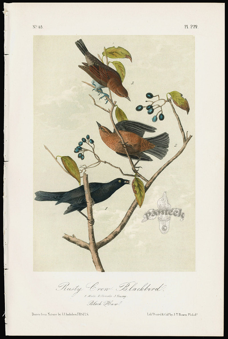 Audubon Birds 1871 Rusty Crow Blackbird ABT199 | Panteek Antique Prints