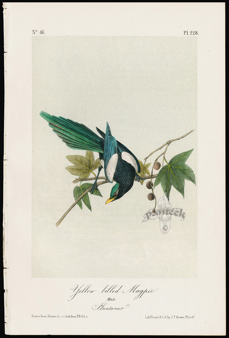 Audubon Birds 1871 Yellow-billed Magpie ABT144 | Panteek Antique Prints