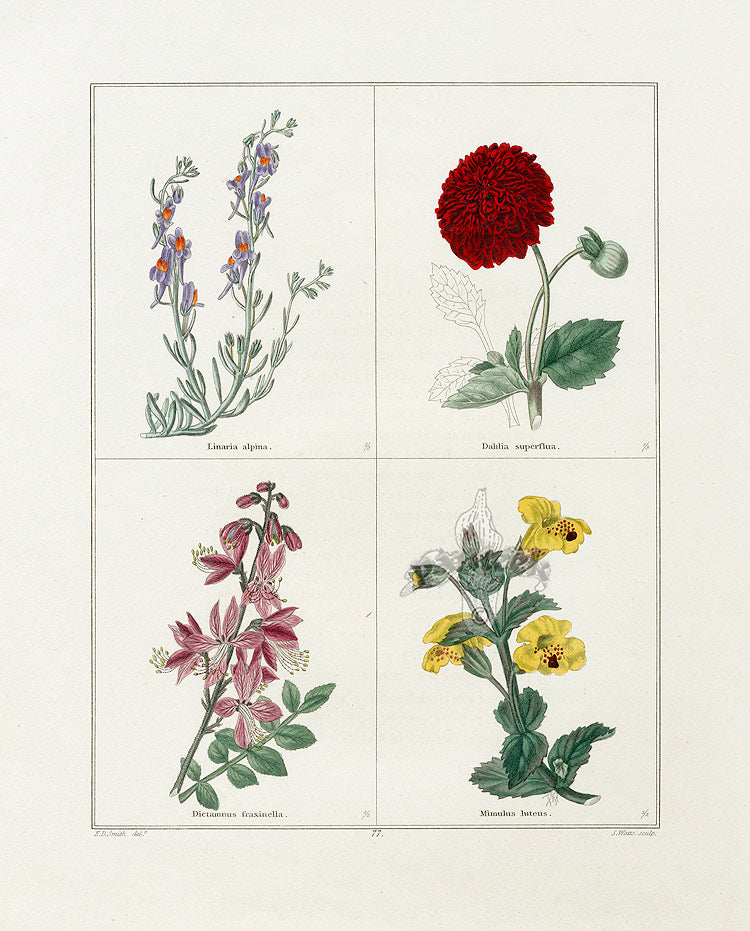 Benjamin Maund 1825 Original Flower Print Dahlia | Panteek Antique Prints