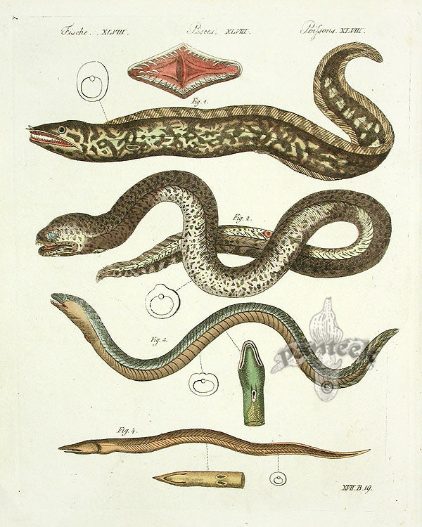 Bertuch Antique Prints 1790 Moray Eel | Panteek Antique Prints