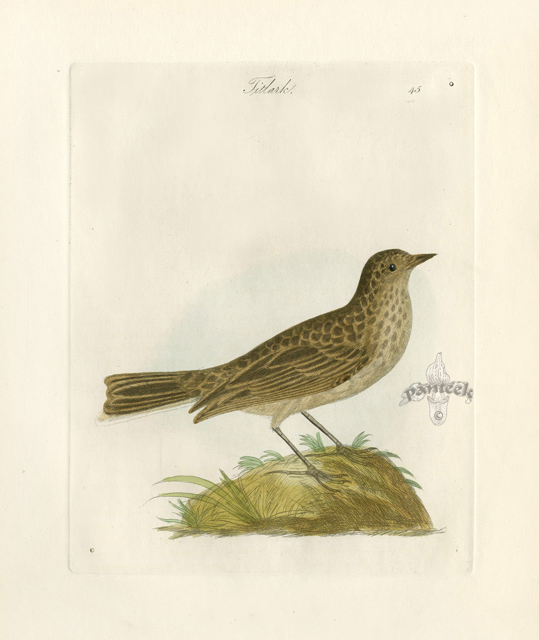 Bolton Bird Nest & Egg Prints 1845 Titlark | Panteek Antique Prints