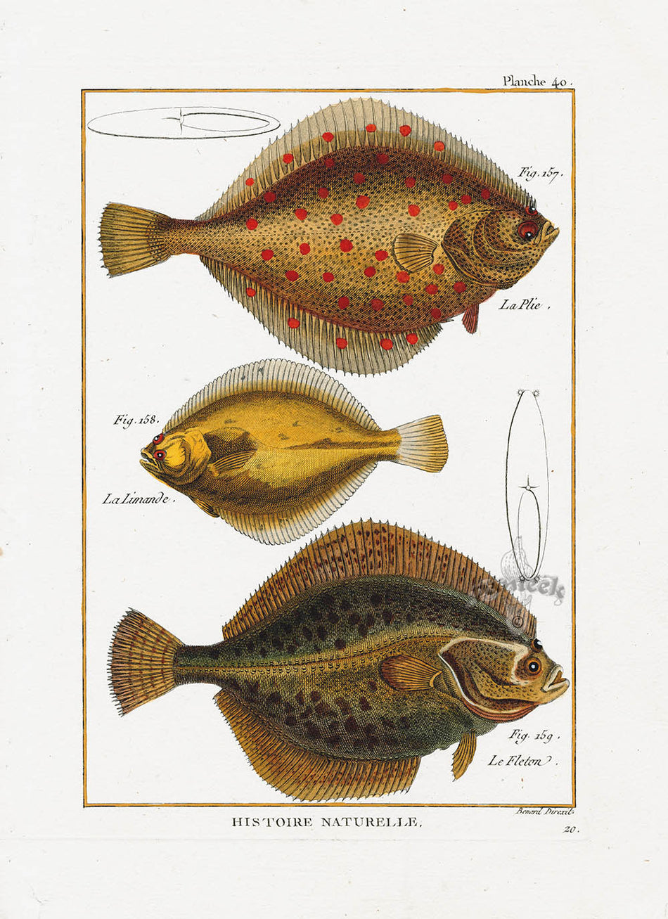 Bonnaterre Fish Print 1788 Spotted Flounder | Panteek Antique Prints