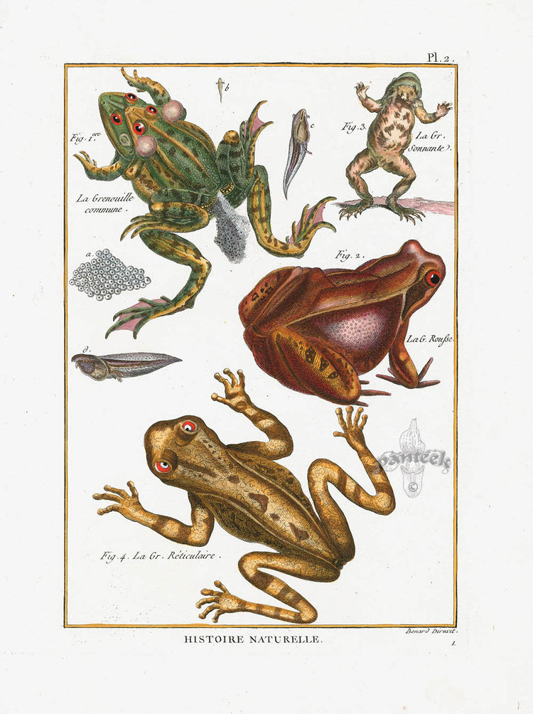 Bonnaterre Reptile, Amphibian Antique Print Southern Frogs | Panteek ...