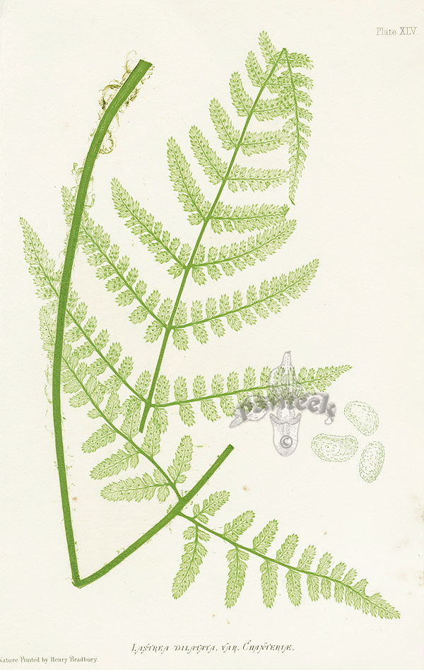 Bradbury Ferns Lastrea Dilatata Chan. | Panteek Antique Prints