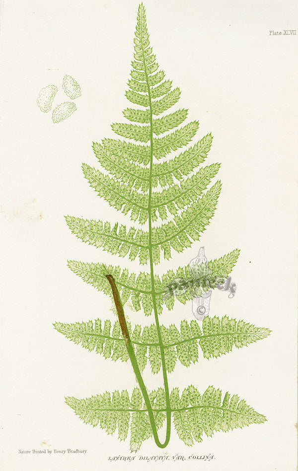 Bradbury Ferns Lastrea Dilatata Coll. | Panteek Antique Prints
