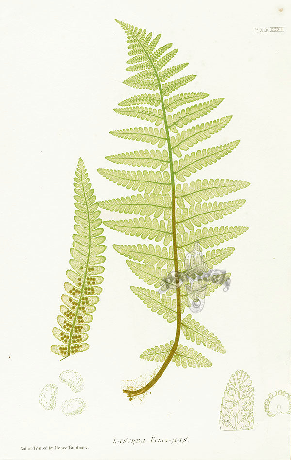 Bradbury Ferns Lastrea Filix-Mas | Panteek Antique Prints